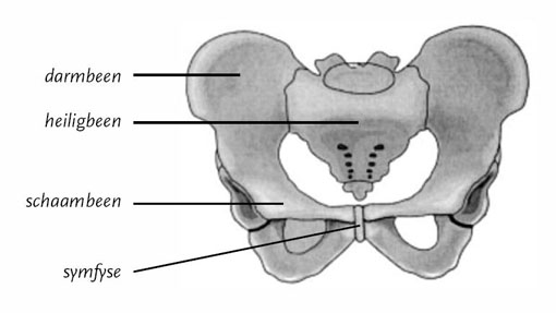 Bekken en lage rug - BEC Leiderdorp